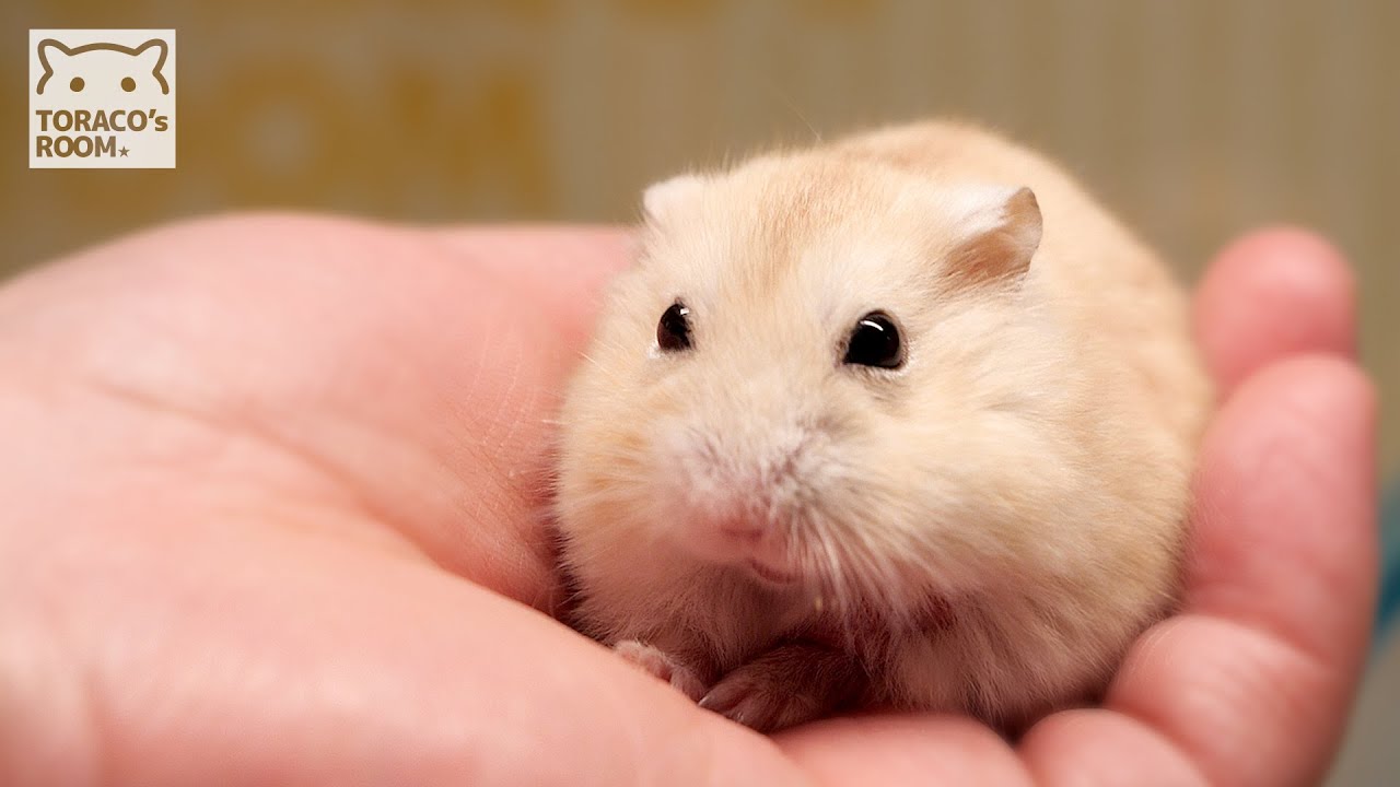 もうすぐ2歳こてっちゃん はじめての病院。【ジャンガリアンハムスター】/Hamster COTETSU goes to the ...