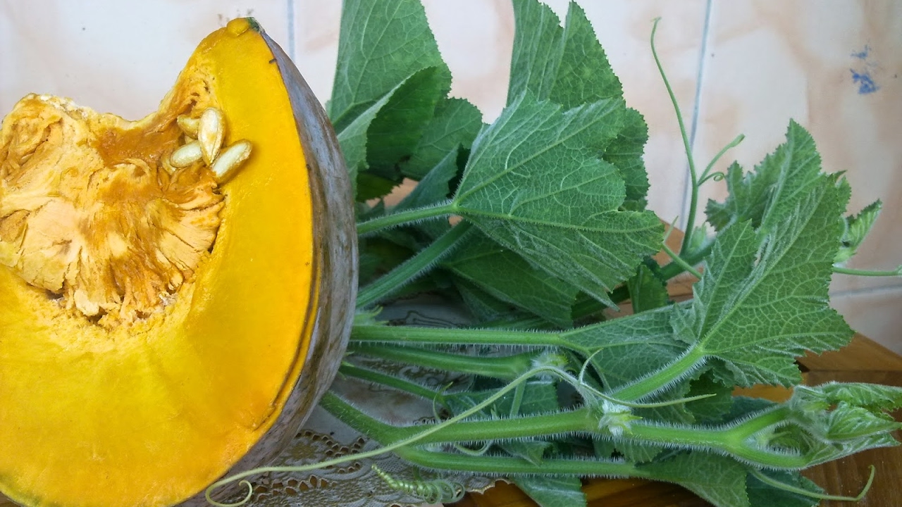 LUAR BIASA!! 15 Manfaat dan Khasiat Daun Labu Kuning untuk Kesehatan ...