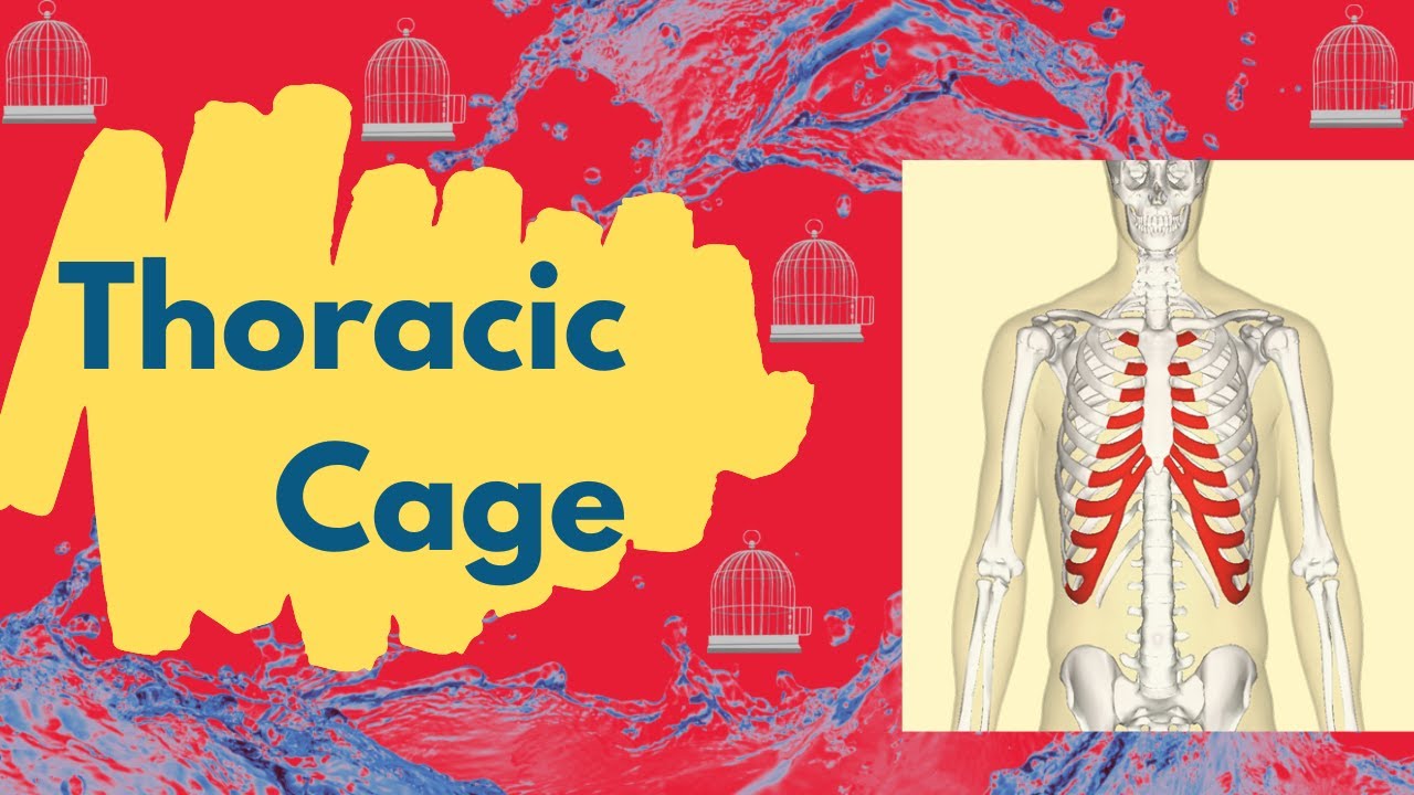 Thoracic Cage // The components, ribs, costal cartilages, sternum and ...