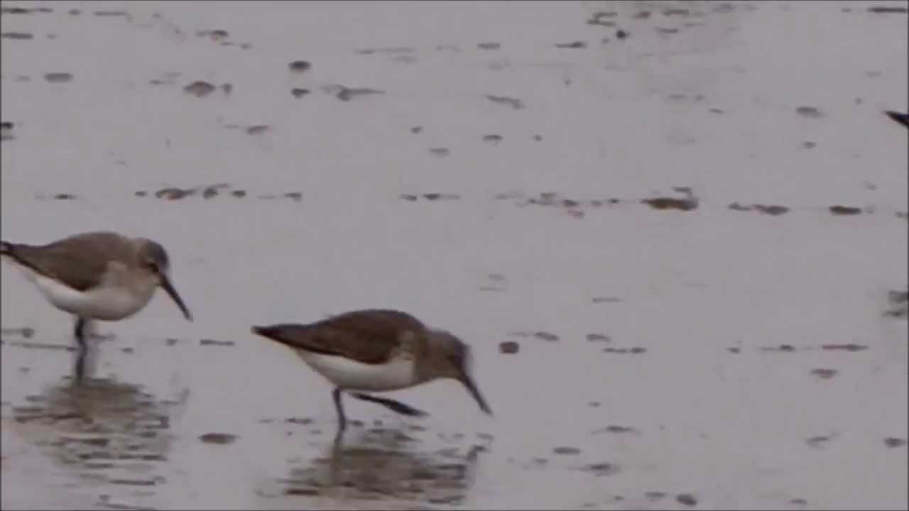 Mixed Company: Dunlin & Sanderling / Drieteen Strandloper en Bonte ...