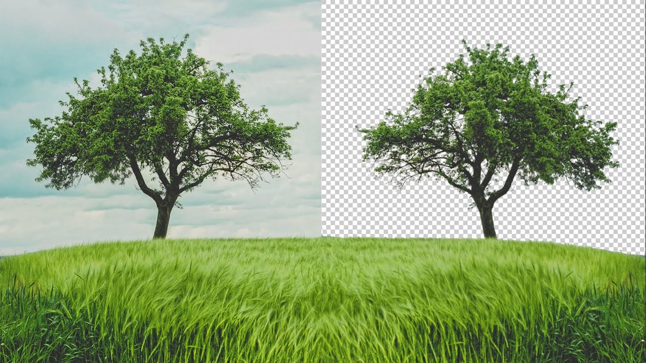 remove critical tree background remove in photoshop | removing ...