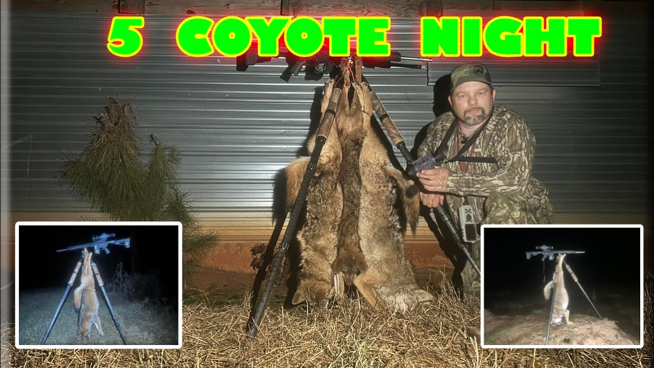 Five Coyote Night - YouTube