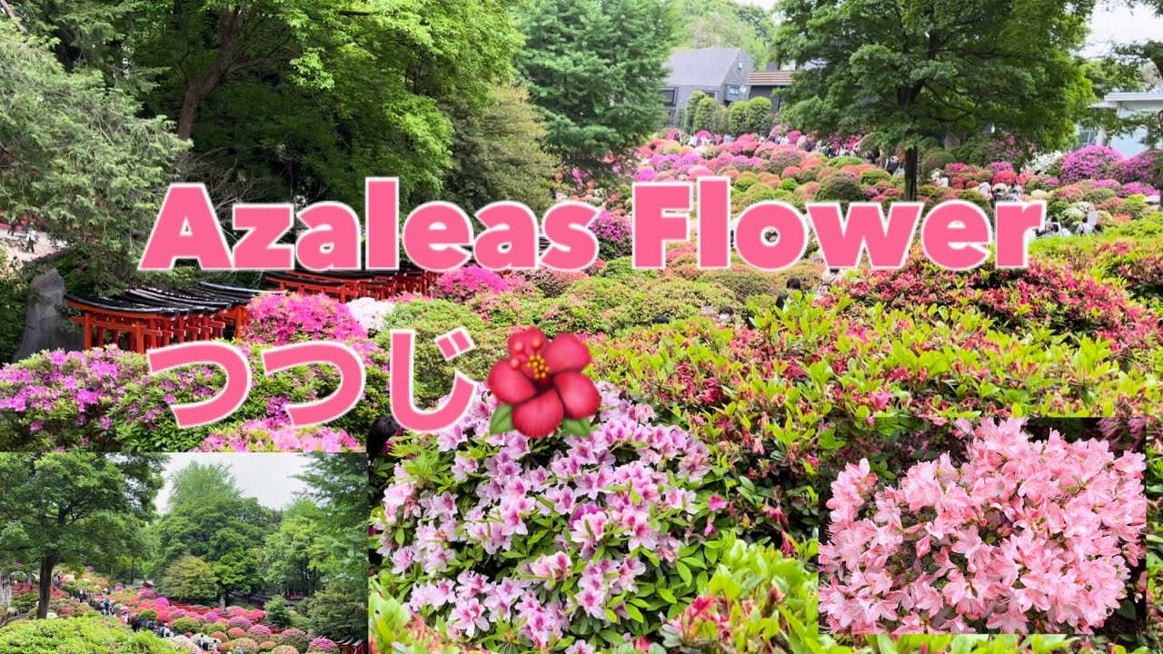 Nezu Shrine Azalea Garden/Bunkyo Azalea Festival文京つつじ🌺まつり4272024 - YouTube