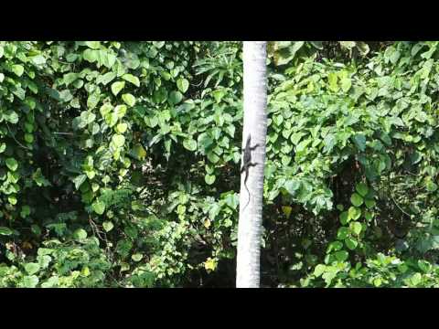 2015-08-14 Water Monitor climbing a tree, Ubud, Bali