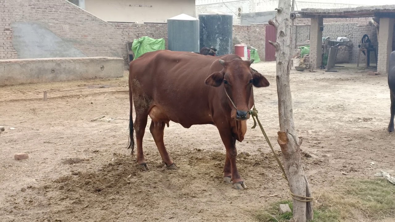 Punjab Pakistan | Rural life | cow goat videos in punjab - YouTube