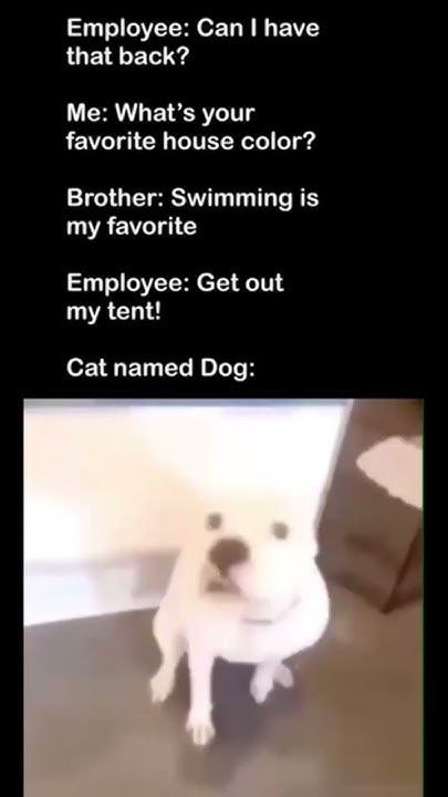 Cat named Dog #funny #memes - YouTube