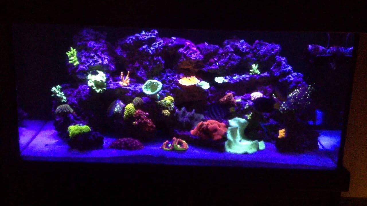 120g SCA Reef Tank /Dsuny blue led lights - YouTube