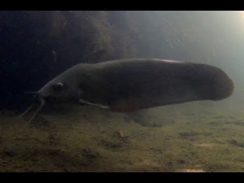 Native fish: Black Catfish (Neosilurus ater), Finniss River, NT. - YouTube