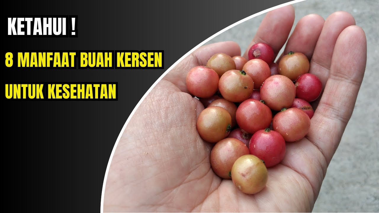 8 Manfaat buah kersen untuk kesehatan - YouTube