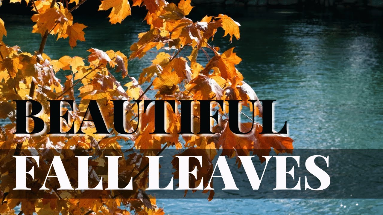 Relaxing Fall Leaves by a Mountain Stream - YouTube
