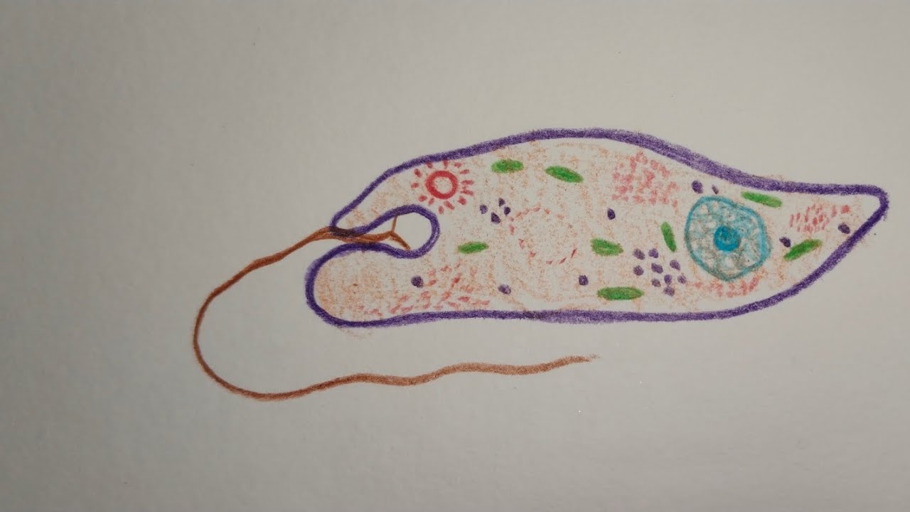 Draw with me... 7. Euglena - YouTube