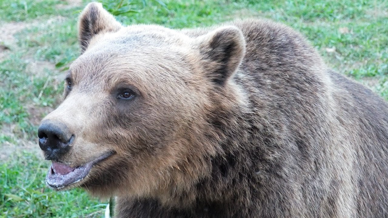 Croatian Brown Bears // Smeđi medvjedi Brundo i Mrki, Mini ZOO Korenica ...