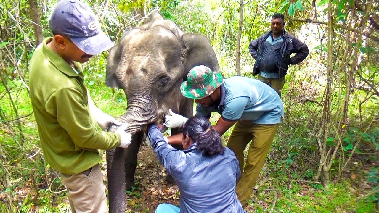 Heroic rescue team saves injured elephant | Herat warming rescue video ...