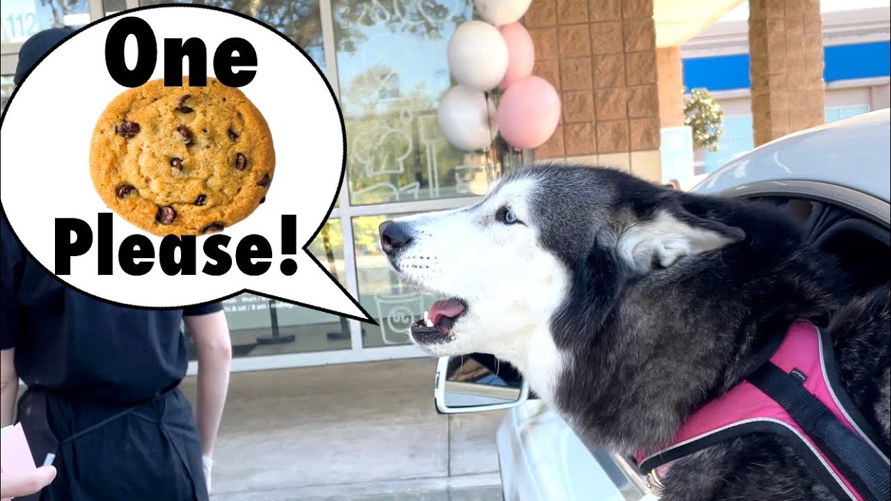 Meeka Orders Her Own Food! (SPEAKS PERFECTLY) - YouTube