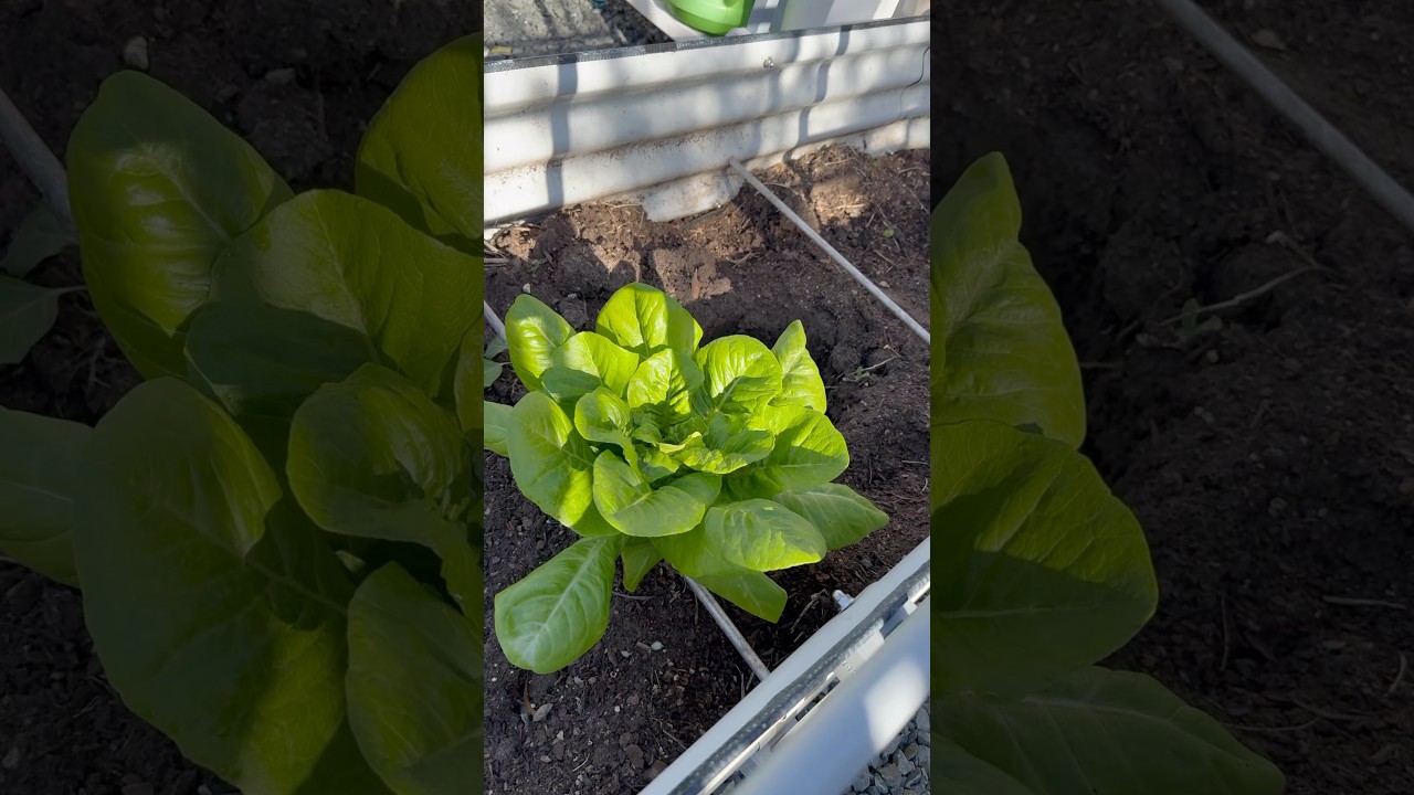 VEGO raised garden beds - YouTube