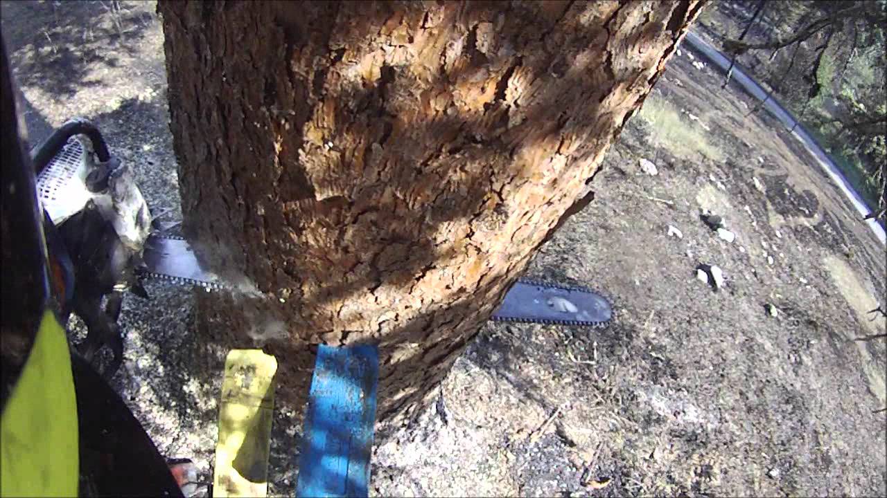 Falling a burning hazard tree - YouTube