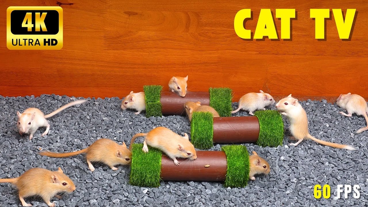 Cat TV | Cute Mouse Hide and Seek Game with Realistic Sound, 8 Hours 4k ...