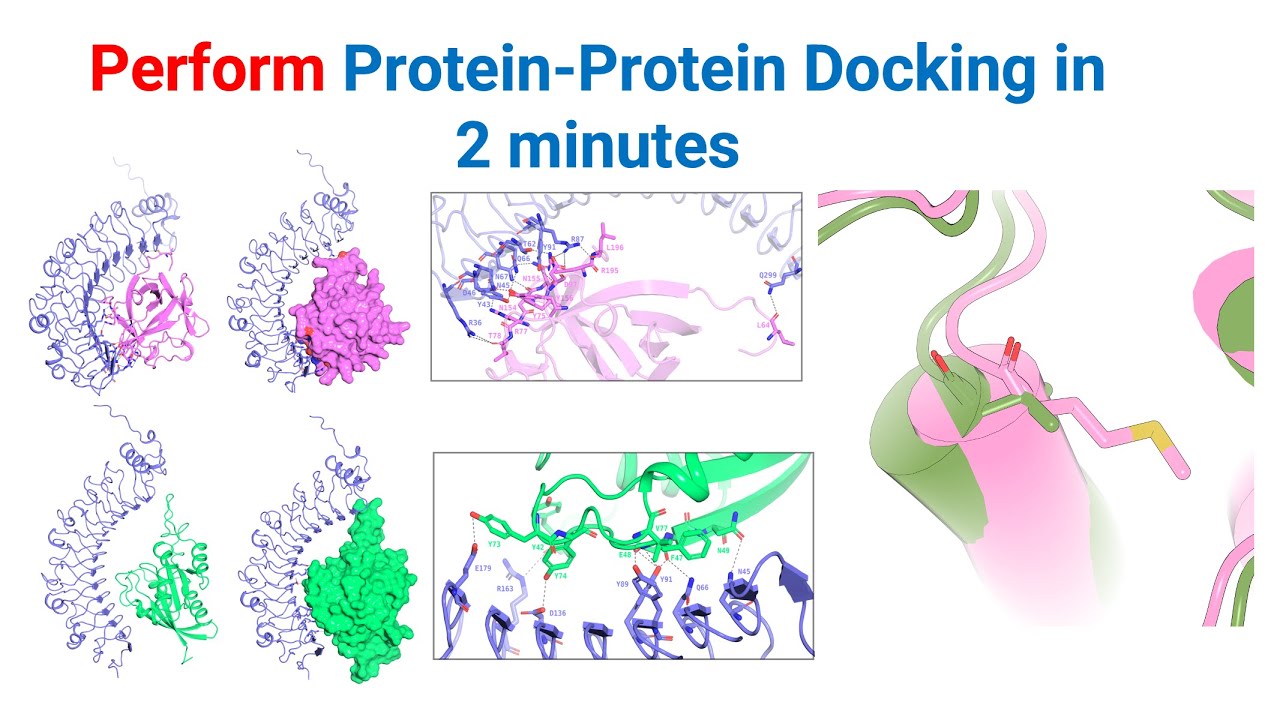 Protein Protein Docking Using Z-Dock in 2 minutes - YouTube