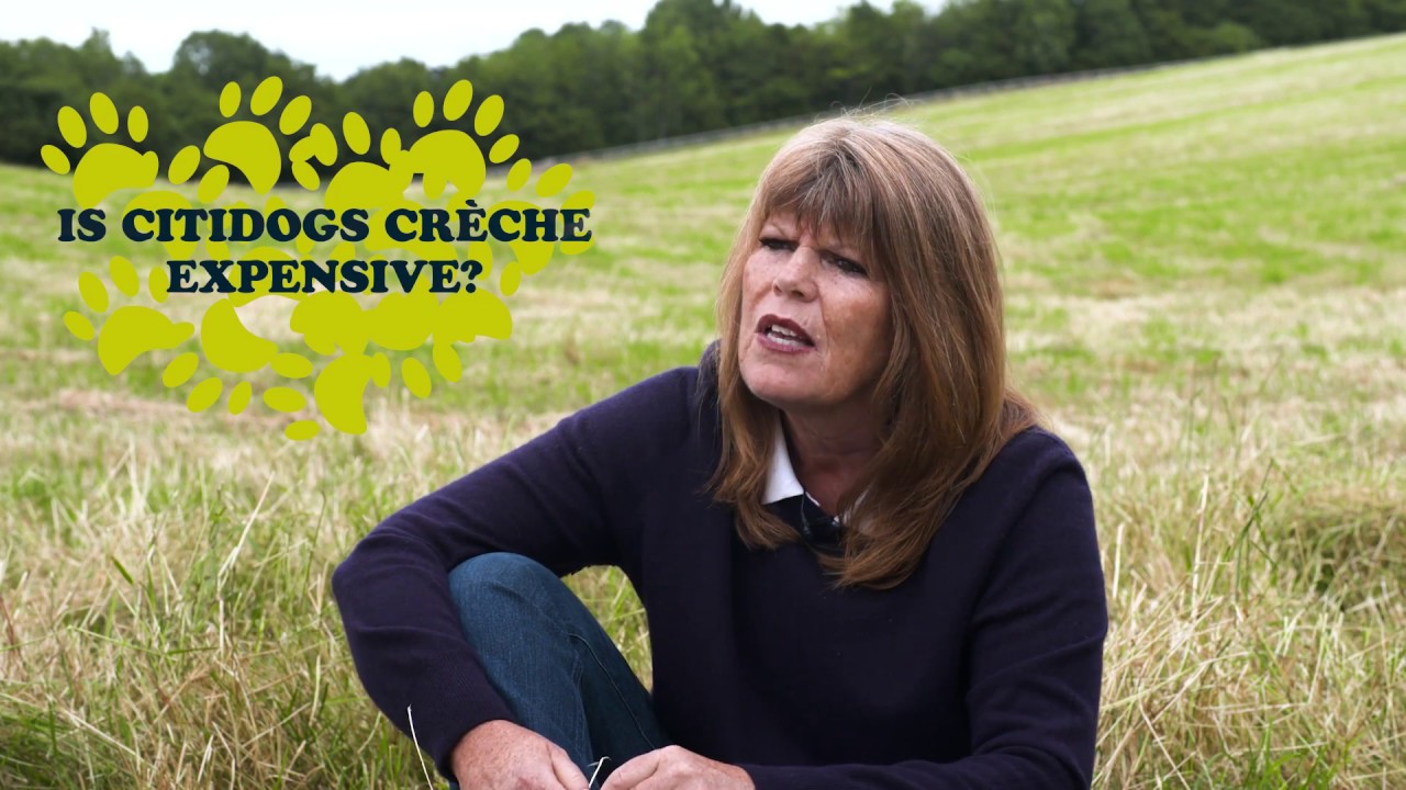 CITIDOGS FAQ 5 - 'Is Citidogs creche expensive?' - YouTube