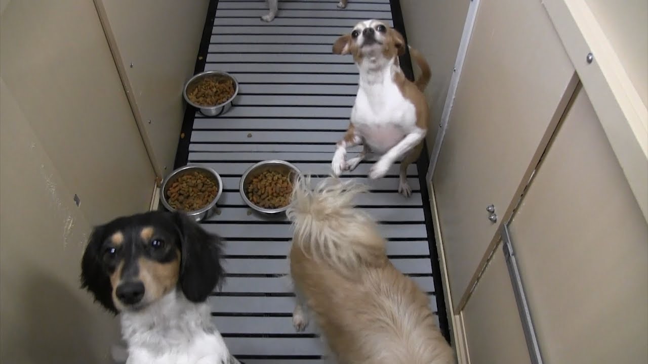 The 21 Rescue Dogs Now Available for Adoption at PHS - YouTube