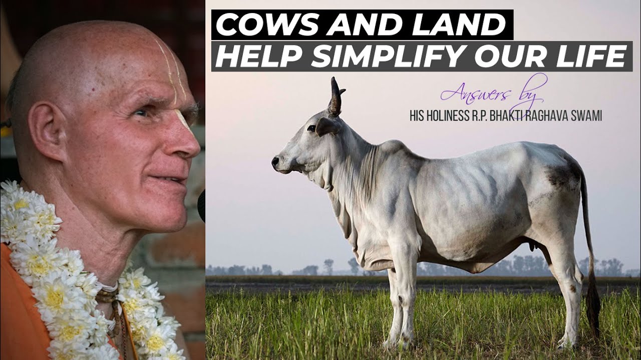 Cows and Land Help us Simplify our Life - YouTube