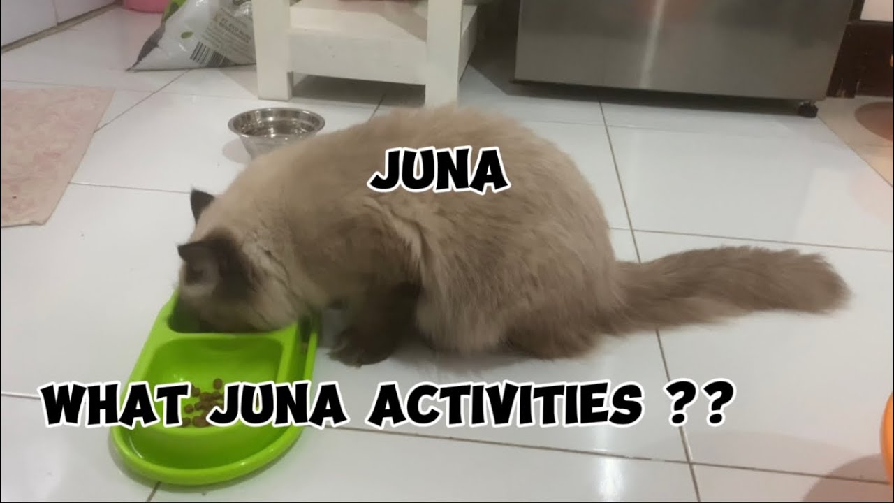 WHAT JUNA ACTIVITIES ?? CUTE CATS,FUNNY CATS VIDEOS, #adorablecats # ...