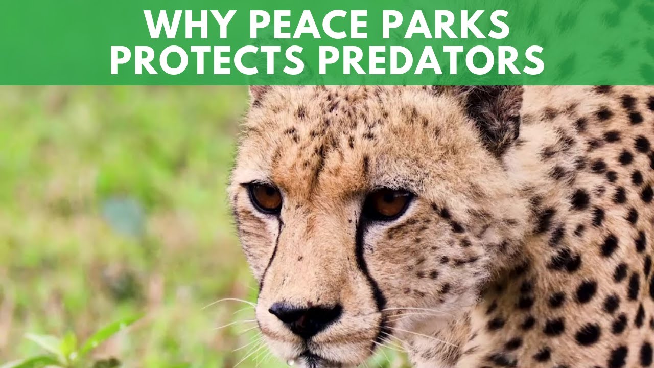 Why Peace Parks Protects Predators - YouTube