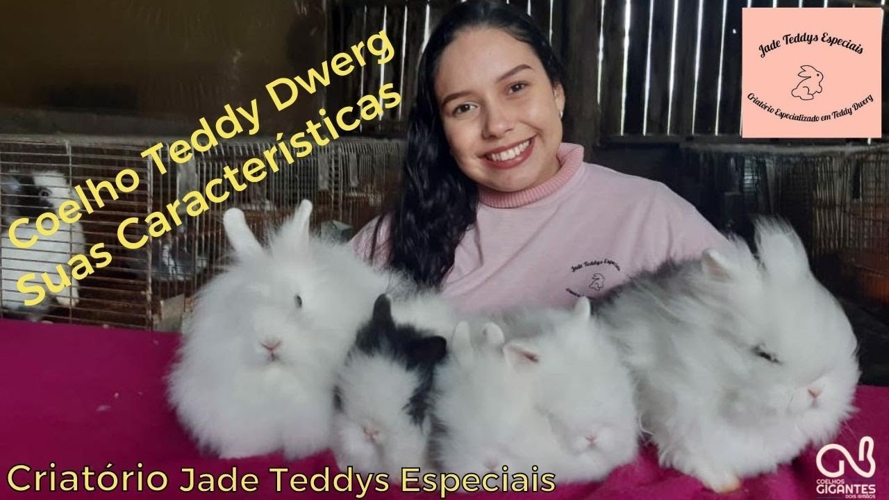 Coelho Teddy Dwerg e Suas Características - YouTube