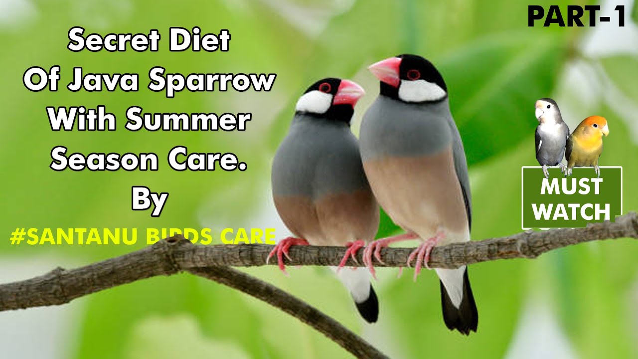 Secret Diet Of Java Sparrow By @santanubirdscare @PARROTDIPANKAR | Rice Java Seed Mix Diet ...