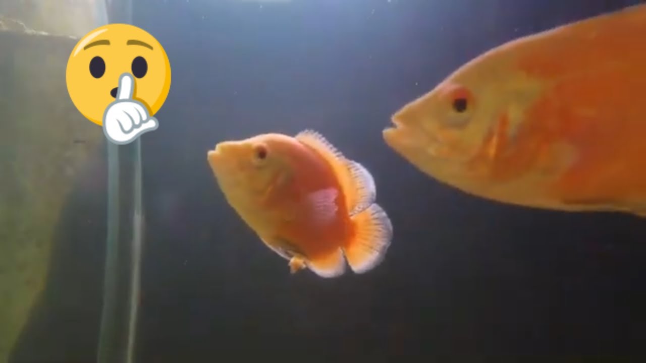 Selecionando Oscar Red Ruby Albino, Oscar Red Ruby, Oscar Tigre Albino ...