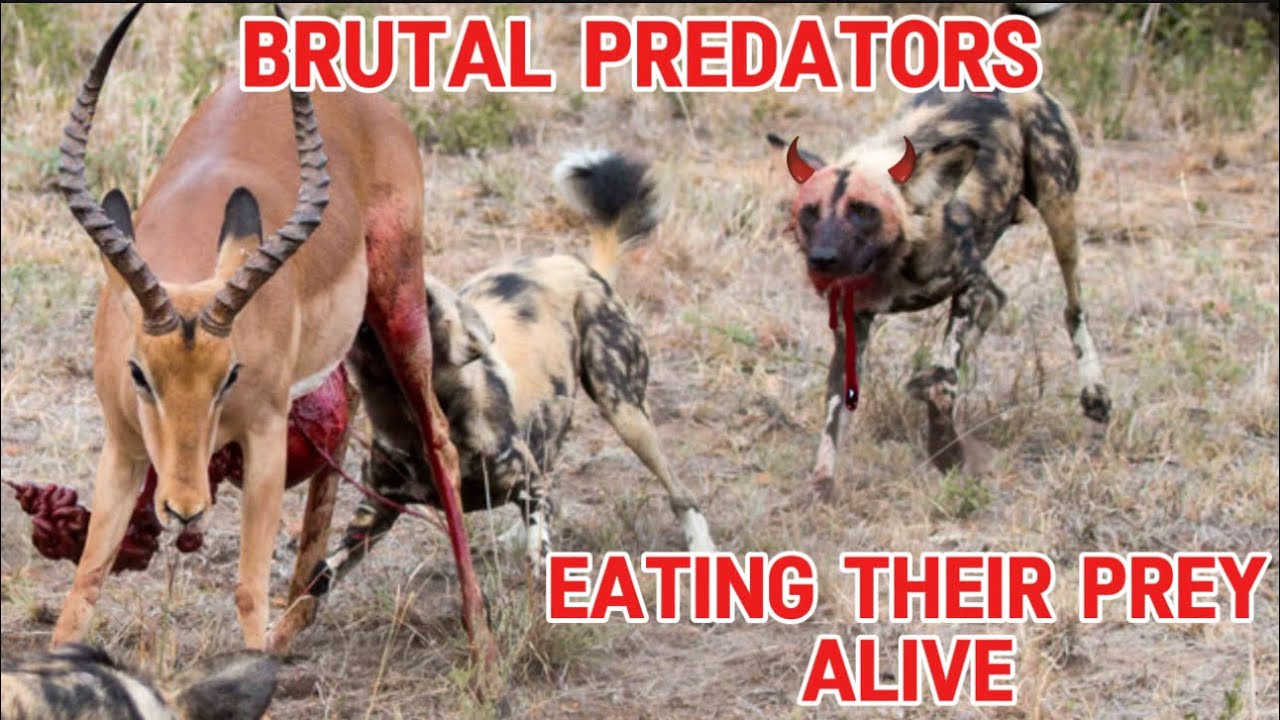 "Wild Dogs: Africa's Ultimate Team Players to eating their prey alive ...