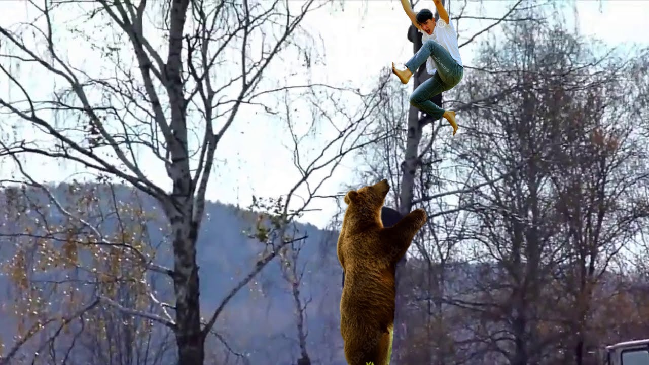 Bear Chasing Man Up A Tree - YouTube