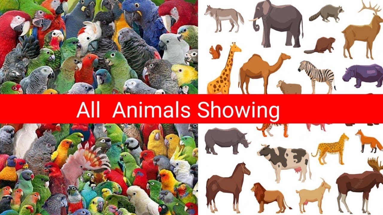 All _ Animals _ Are _ Showing _ On _ This _ Channel | Pets Animals ...