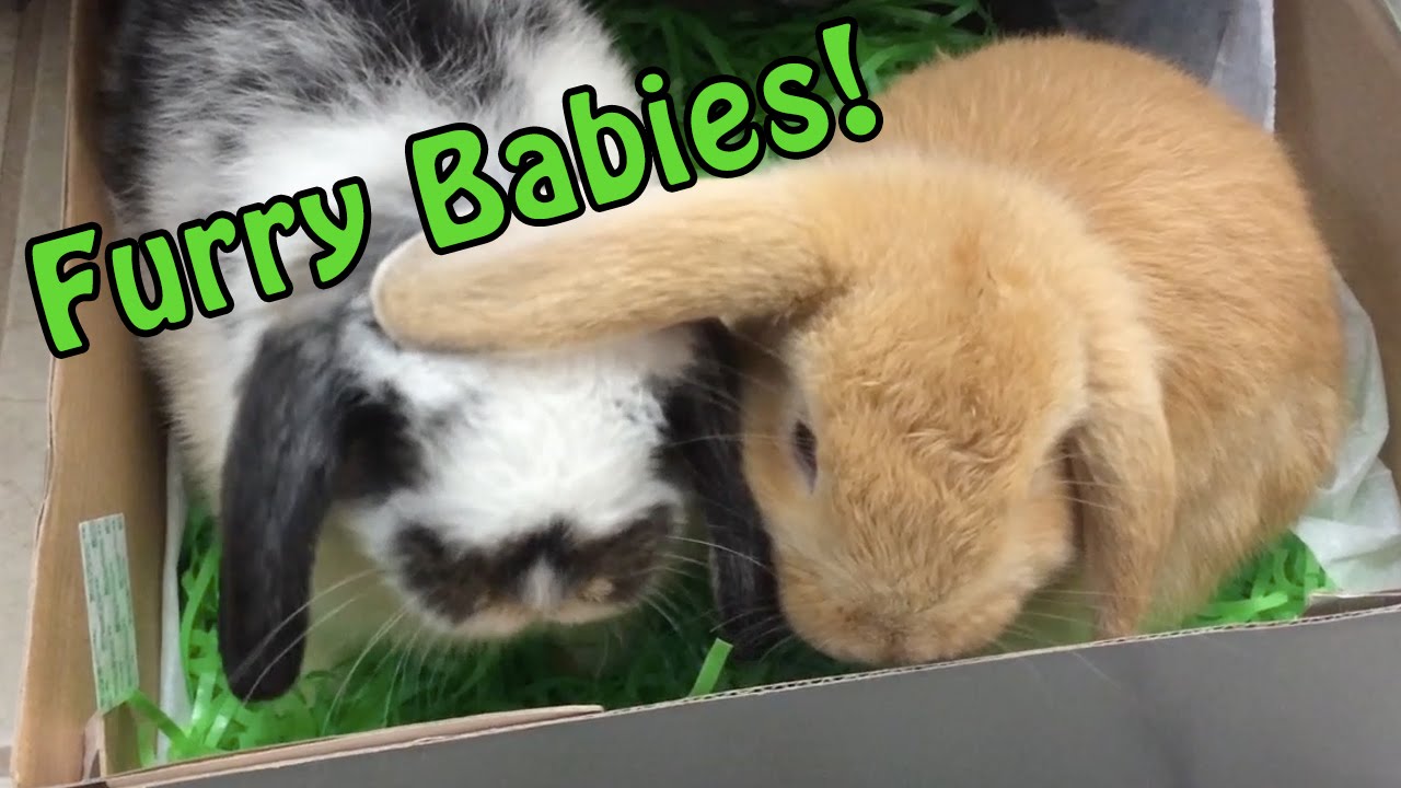 Furry Babies! - YouTube