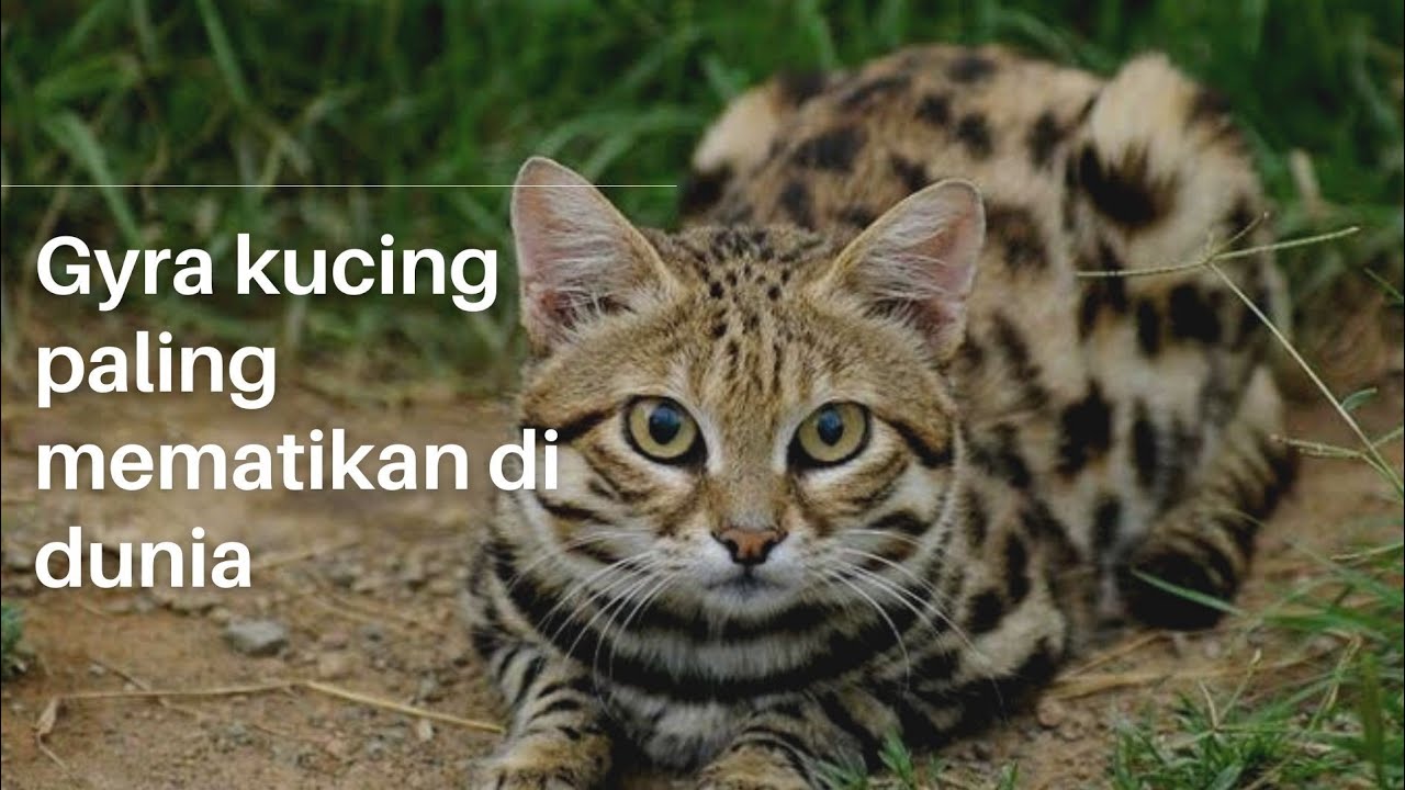 Fakta unik Gyra kucing paling mematikan di dunia - YouTube