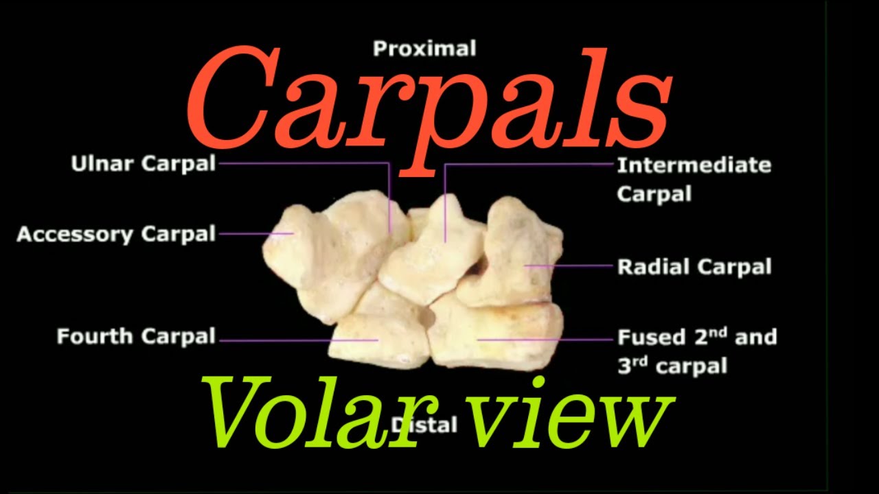 carpal bones of ox ,horse,dog and fowl - YouTube