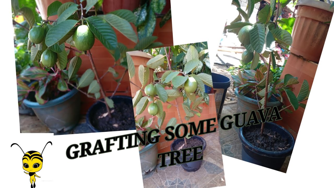 HOW TO GRAFT A GUAVA TREE'S/ANY TREE'S - YouTube