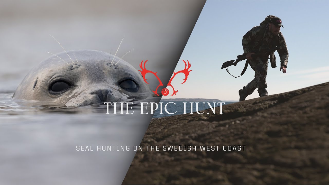 Seal Hunting on the Swedish West Coast: The Epic Hunt - YouTube