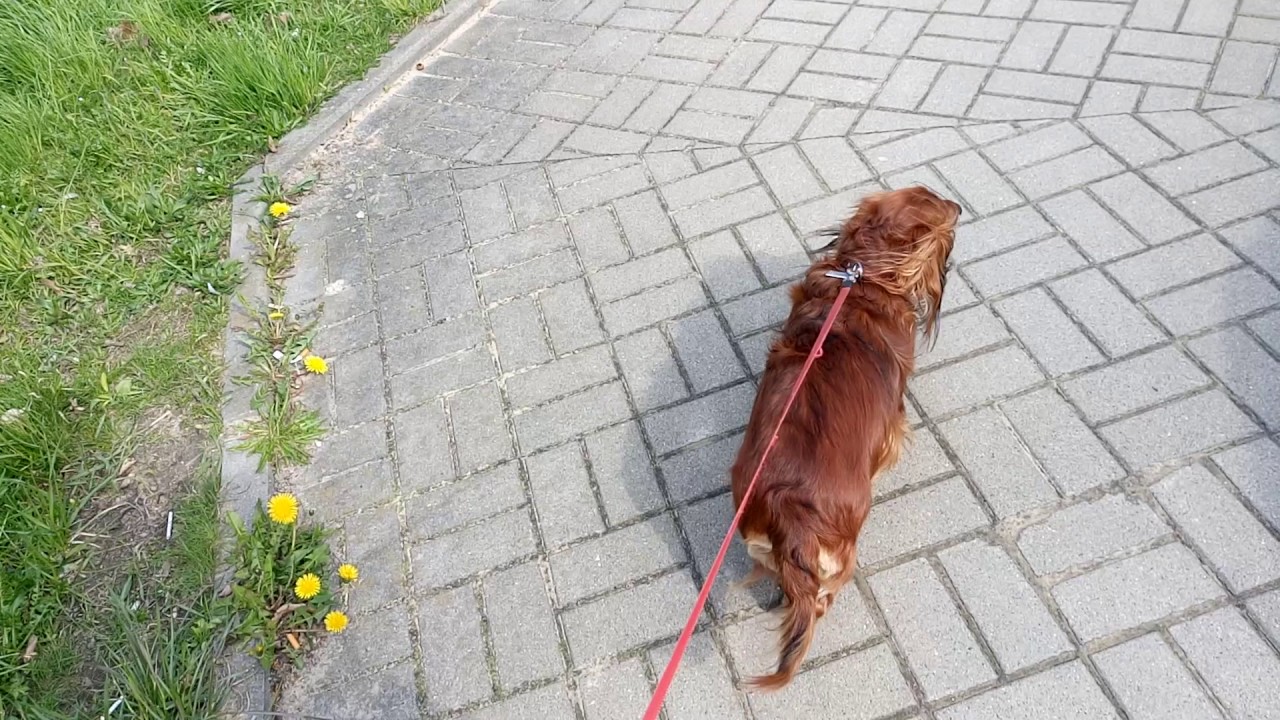 Jak wyprowadzić Wojtka na spacyr 2017 04 16 - YouTube