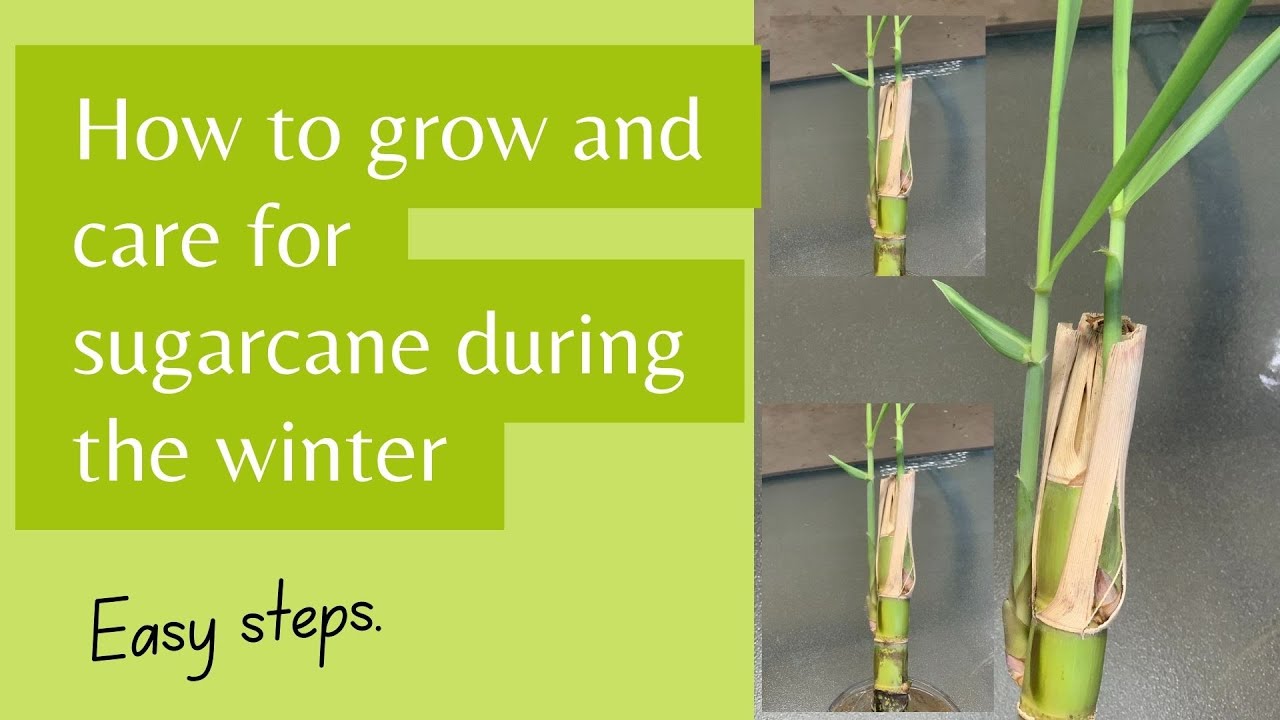 Grow and Care for Sugar Cane During The Winter - YouTube