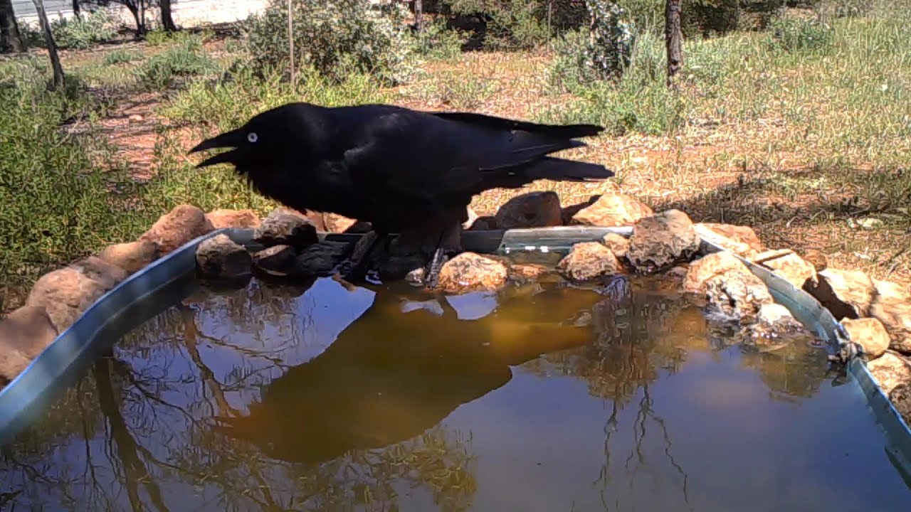 Australian Raven Calling (3) Having a Lot to Say about Something. - YouTube