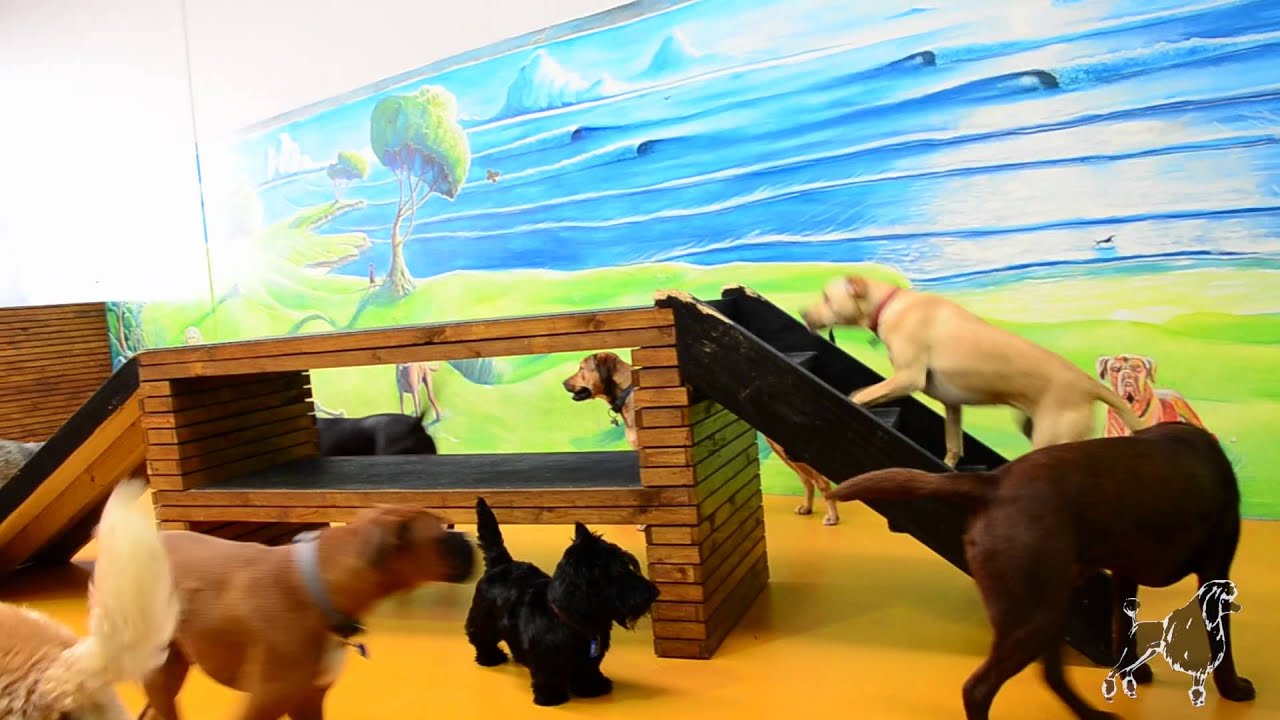 Showdogs - Day Care (WATCH IN HD!) - YouTube
