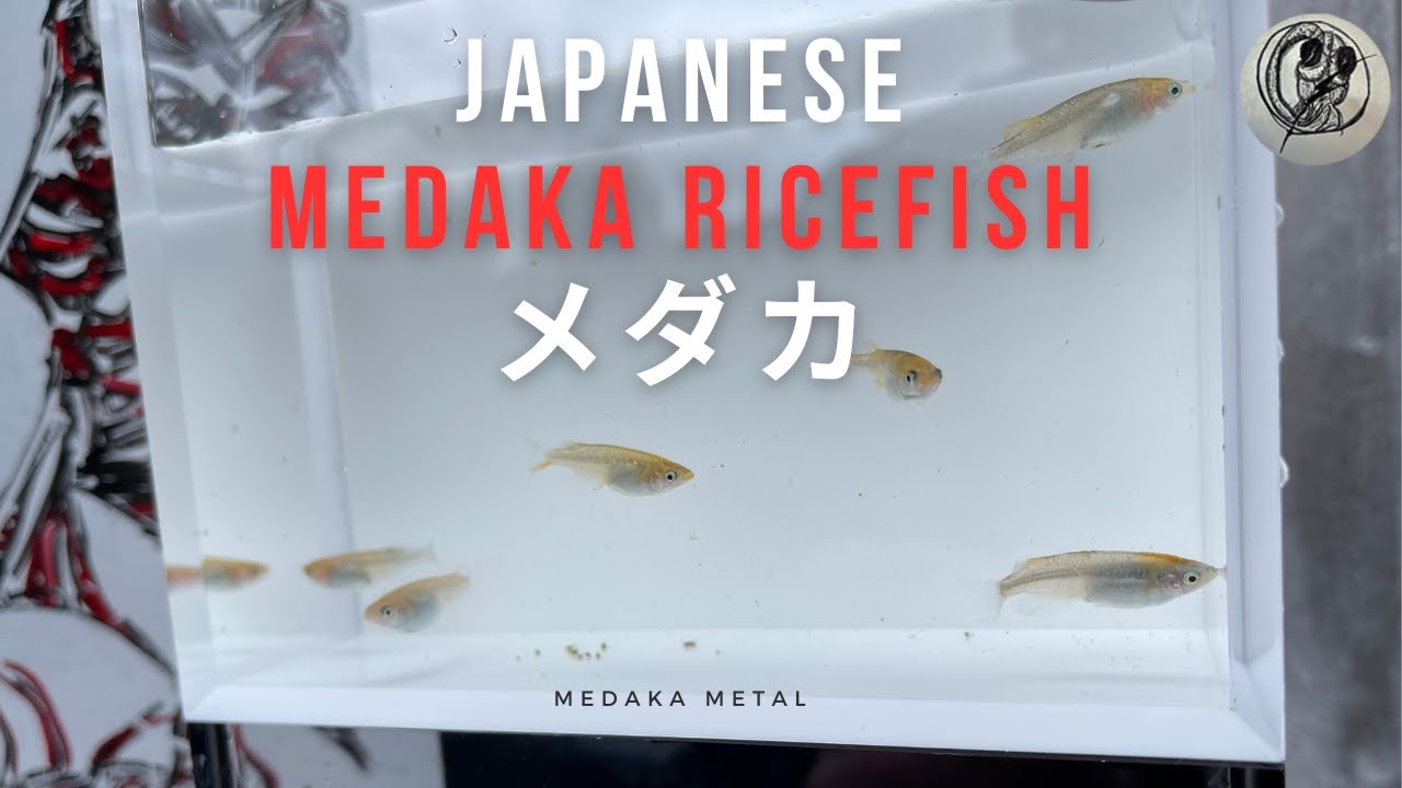 【MEDAKA】BEER MEDAKA YOZAKURA ビールを片手に【メダカ】【RiceFish】【MedakaMetal】 - YouTube