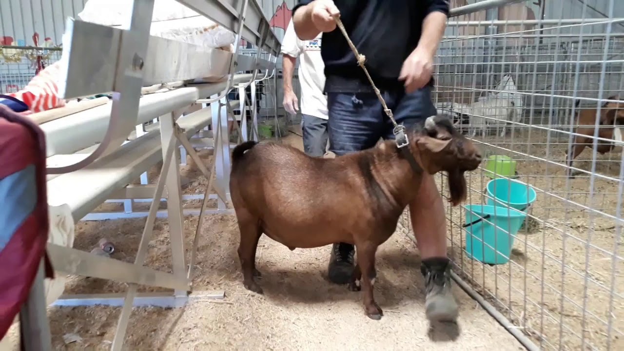 Xmas goat show 2018 (Australian All Breed Miniature Goat Society ...