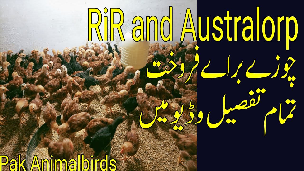 RiR and black Australorp Chiks in Rawalpindi punjab - RIR Australorp ...