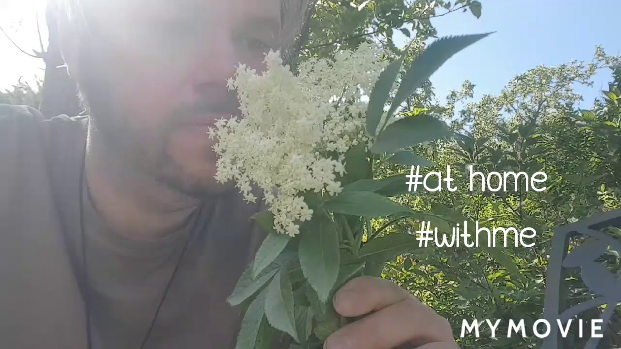 ASMR SoftTalk - Relaxing Voice - Elderflower Celtic Ogham of Ruis ...