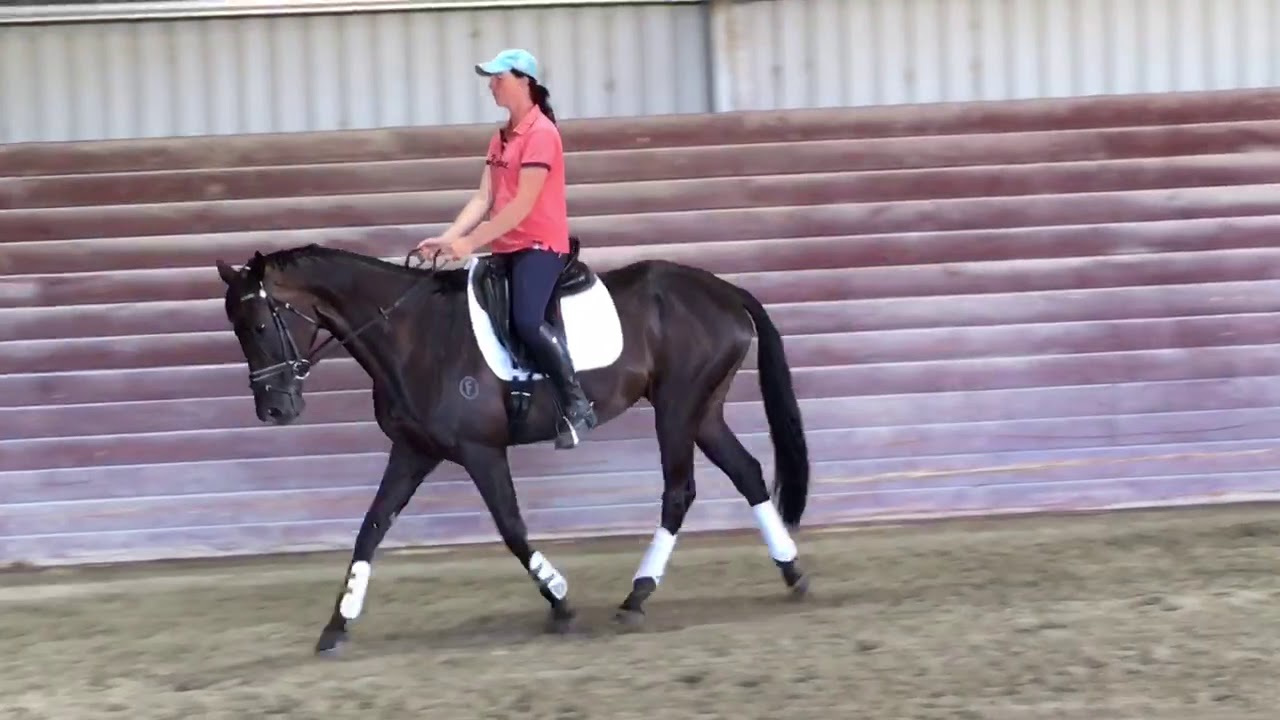 Vinnie flatwork 20/01/2020 trot - YouTube