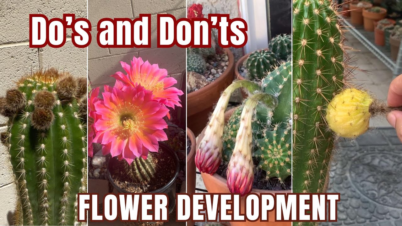Stages of Flower Development on a Cactus (Do’s and Don’ts) # ...