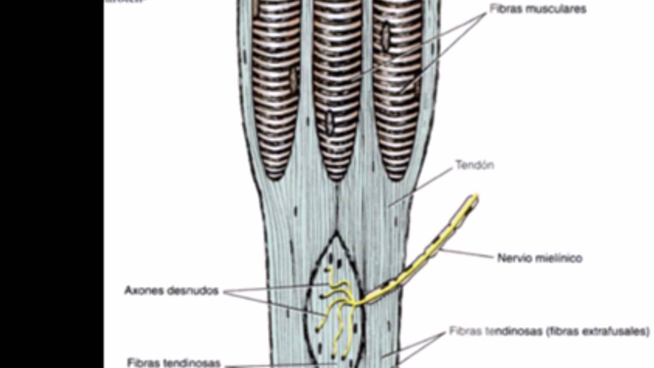 HUSO NEUROMUSCULAR - YouTube