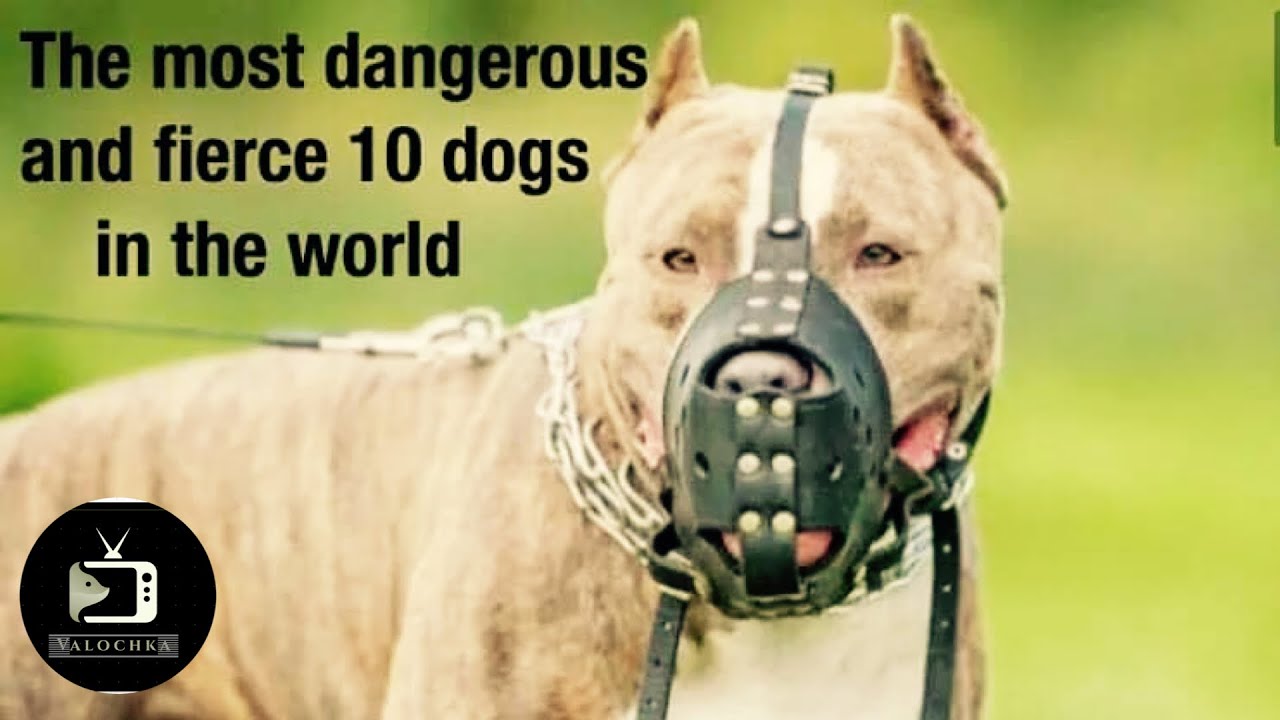 Top 10 Dogs with the DEADLIEST Bite Force in the World - YouTube